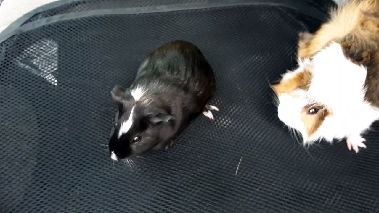 CAVIA PORCELLUS DAVID 20210430_172524 - video Dailymotion