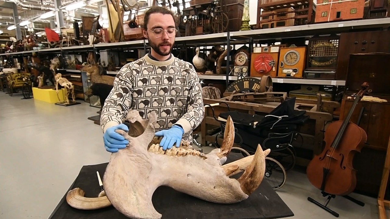 Hippo Skull Leeds Discovery Centre - video Dailymotion