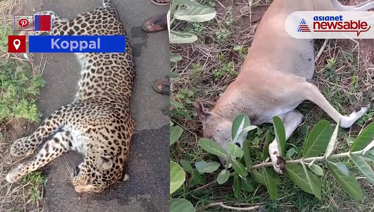 Leopard Died - video Dailymotion