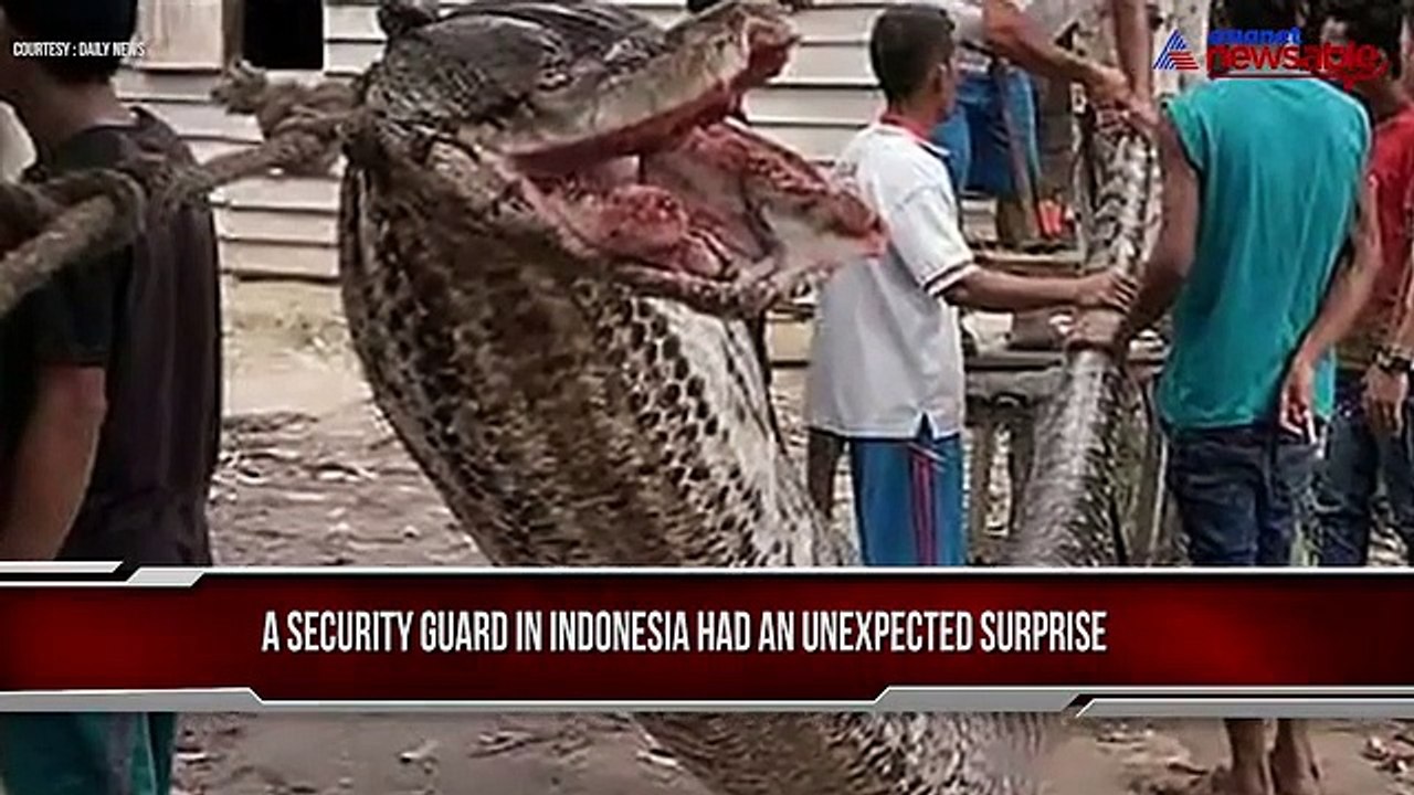These villagers feasted on a 25-feet python after killing it - video ...