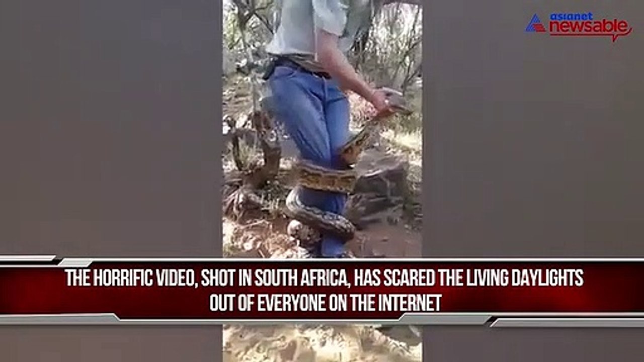 Horrifying footage shows snake catcher's close call with enormous 9ft ...