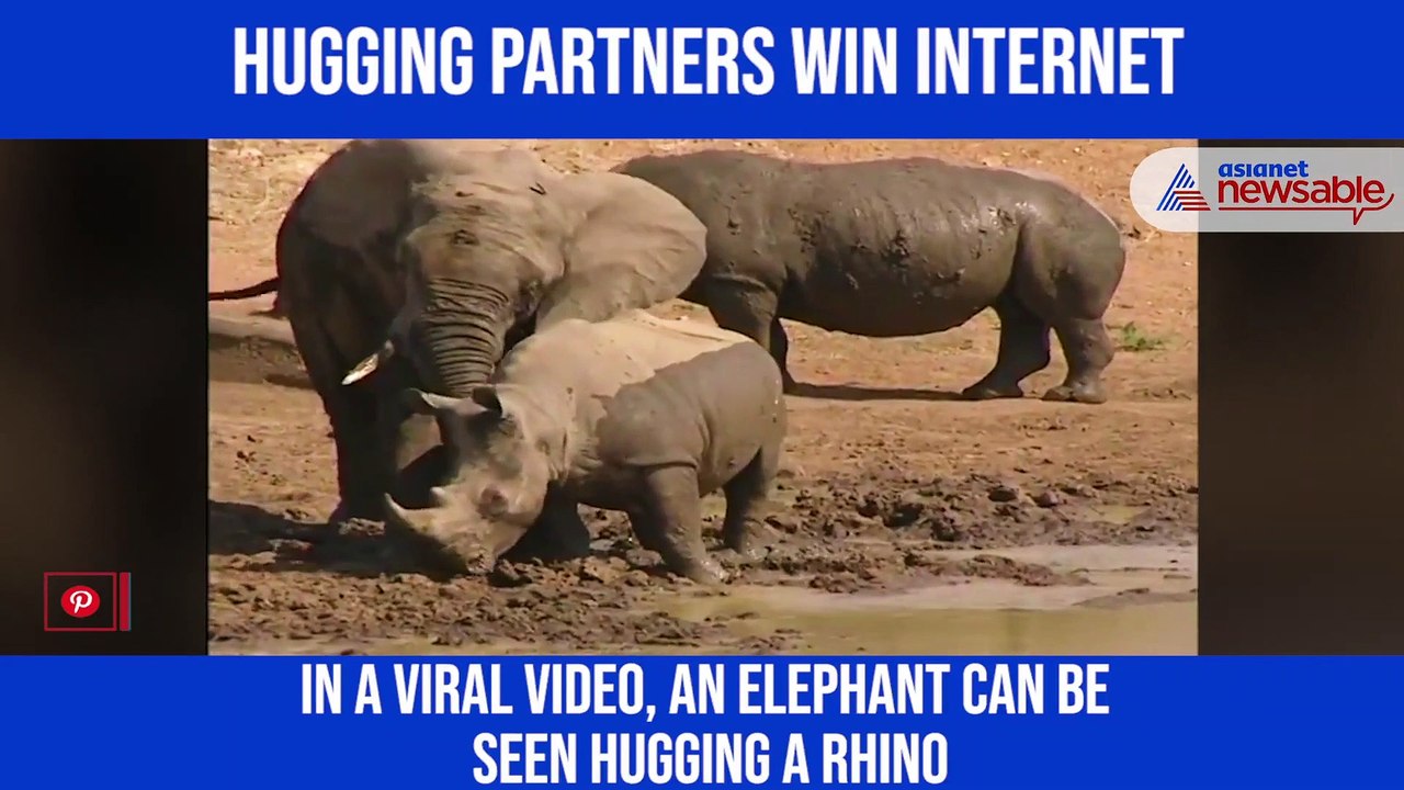 Watch: Elephant hugs rhino; video wins internet - video Dailymotion