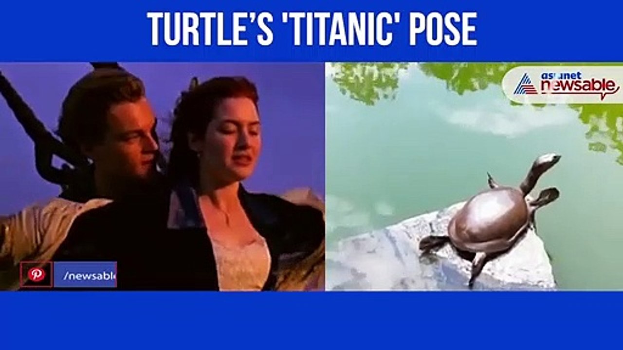 Turtle's Titanic pose - video Dailymotion
