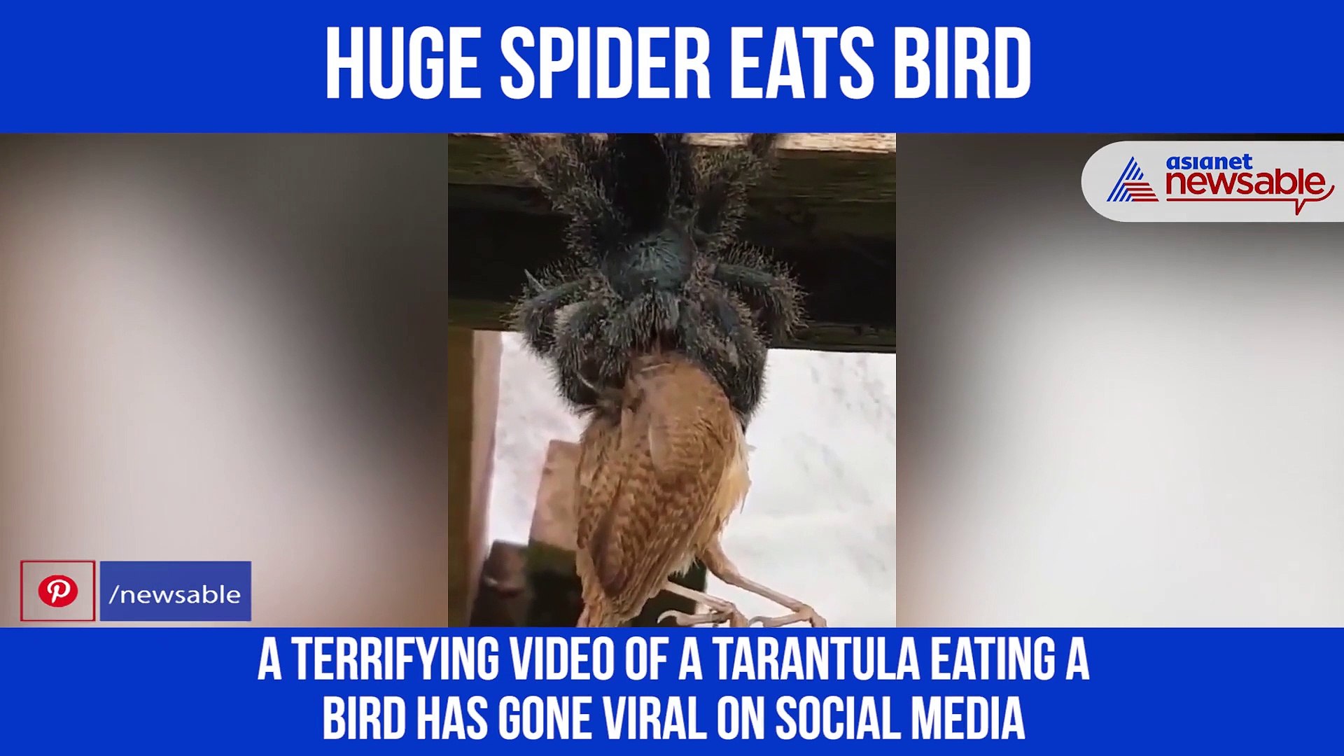 Huge Spider Eating Bird