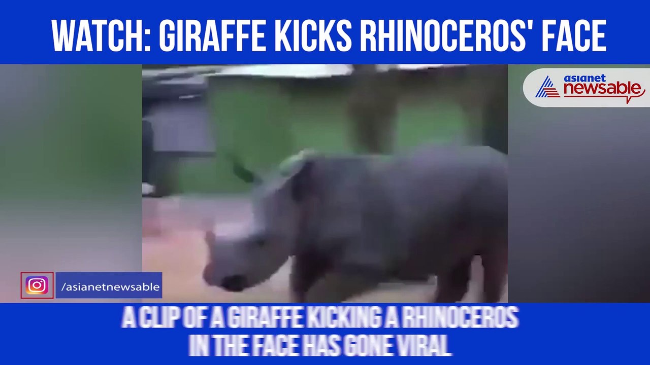 Giraffe Kick - video Dailymotion