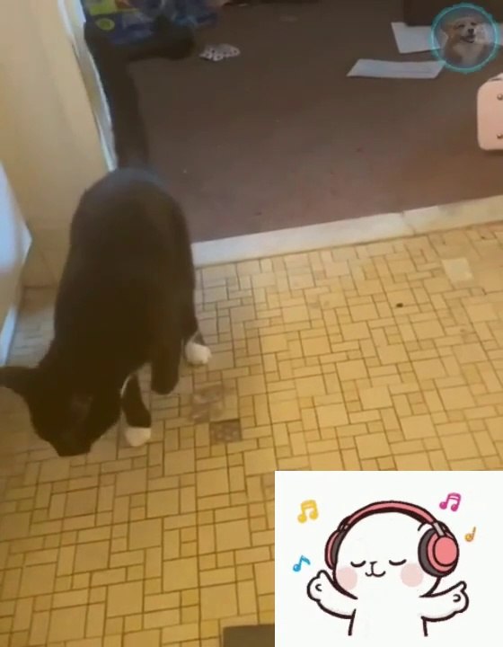 Funny cat beatbox | beatbox maker kitty | new funny video by Funnora ...