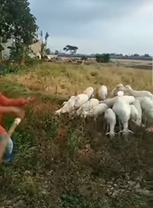 ngakak abiss vedeo lucu kompilasi - video Dailymotion ngakak abiss vedeo lucu kompilasi - video Dailymotion