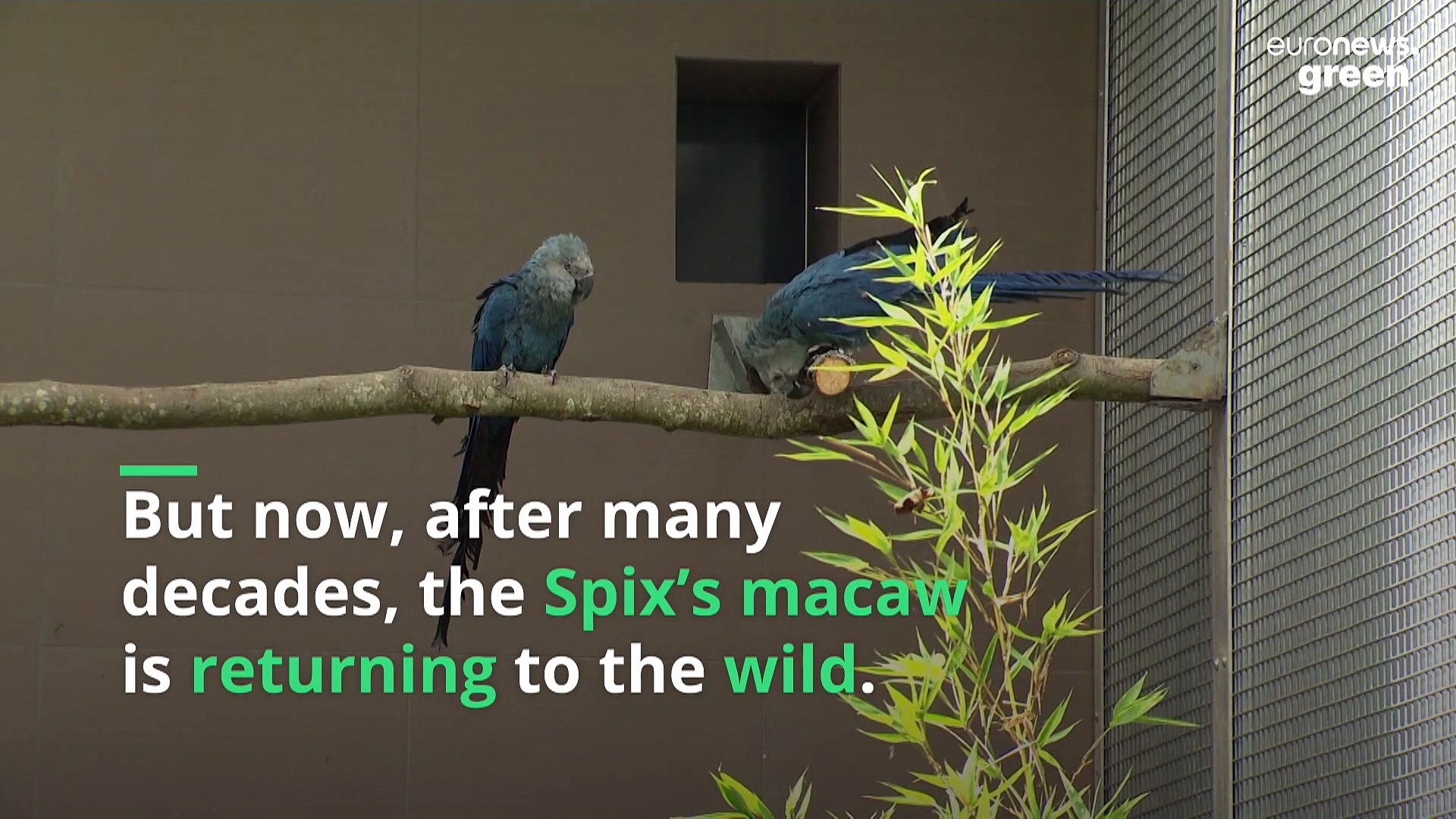 Back from the brink of extinction: The Spix’s macaws are returning to ...