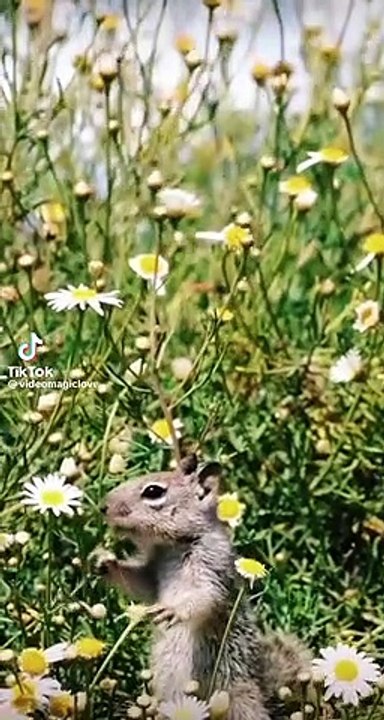 Beautiful animal - video Dailymotion