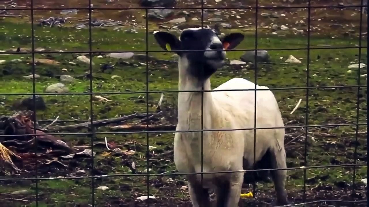 Funny Goats Screaming like Humans - video Dailymotion