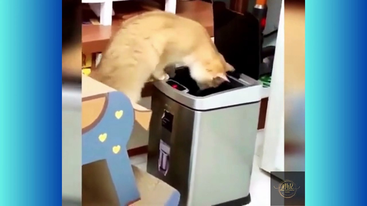 The Best of Funny Fails: Epic Blunders and Laugh-Loud Mishaps Condensed ...