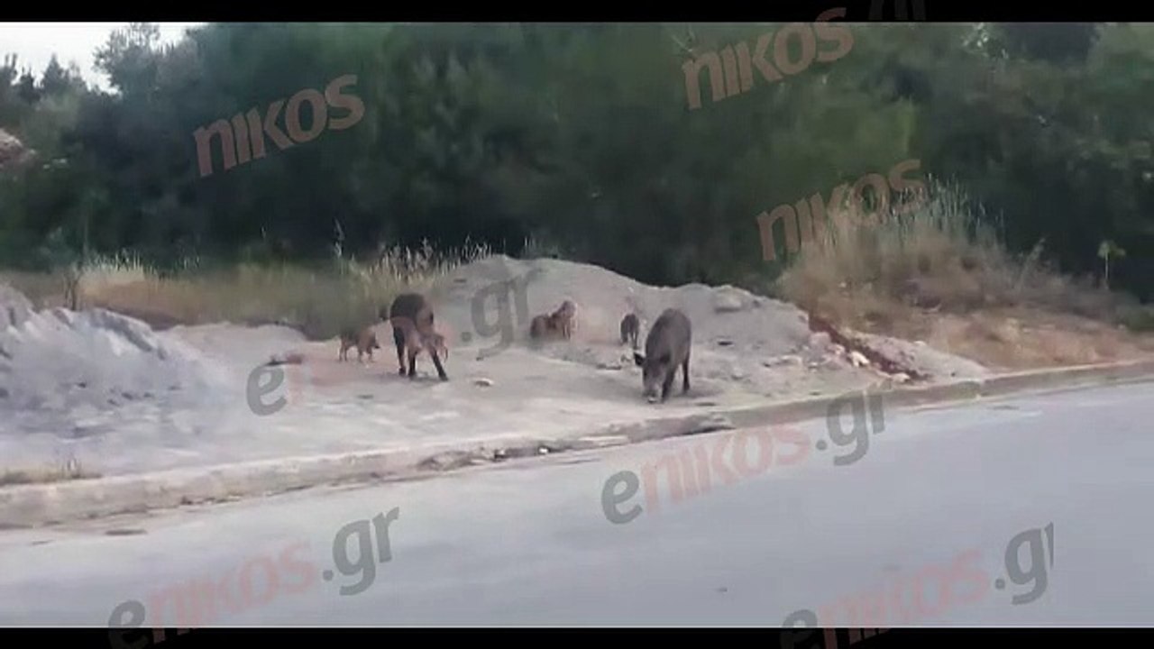 ΑΓΡΙΟΓΟΥΡΟΥΝΑ ΣΤΗΝ ΚΗΦΙΣΙΑ 2 - video Dailymotion