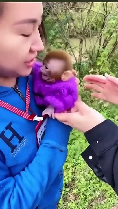 Funny Monkey Video | Monkey Videos - video Dailymotion