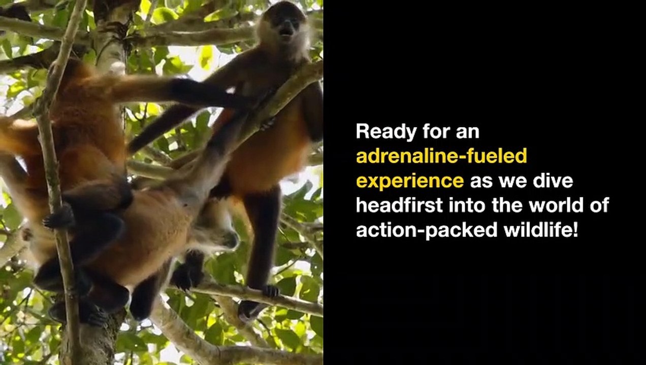 Action-Packed Wildlife Exploring the Lives of Active Animals in Their ...