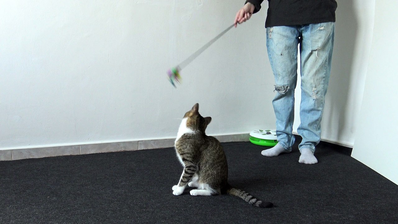 The Most Athletic Cat Ever - video Dailymotion