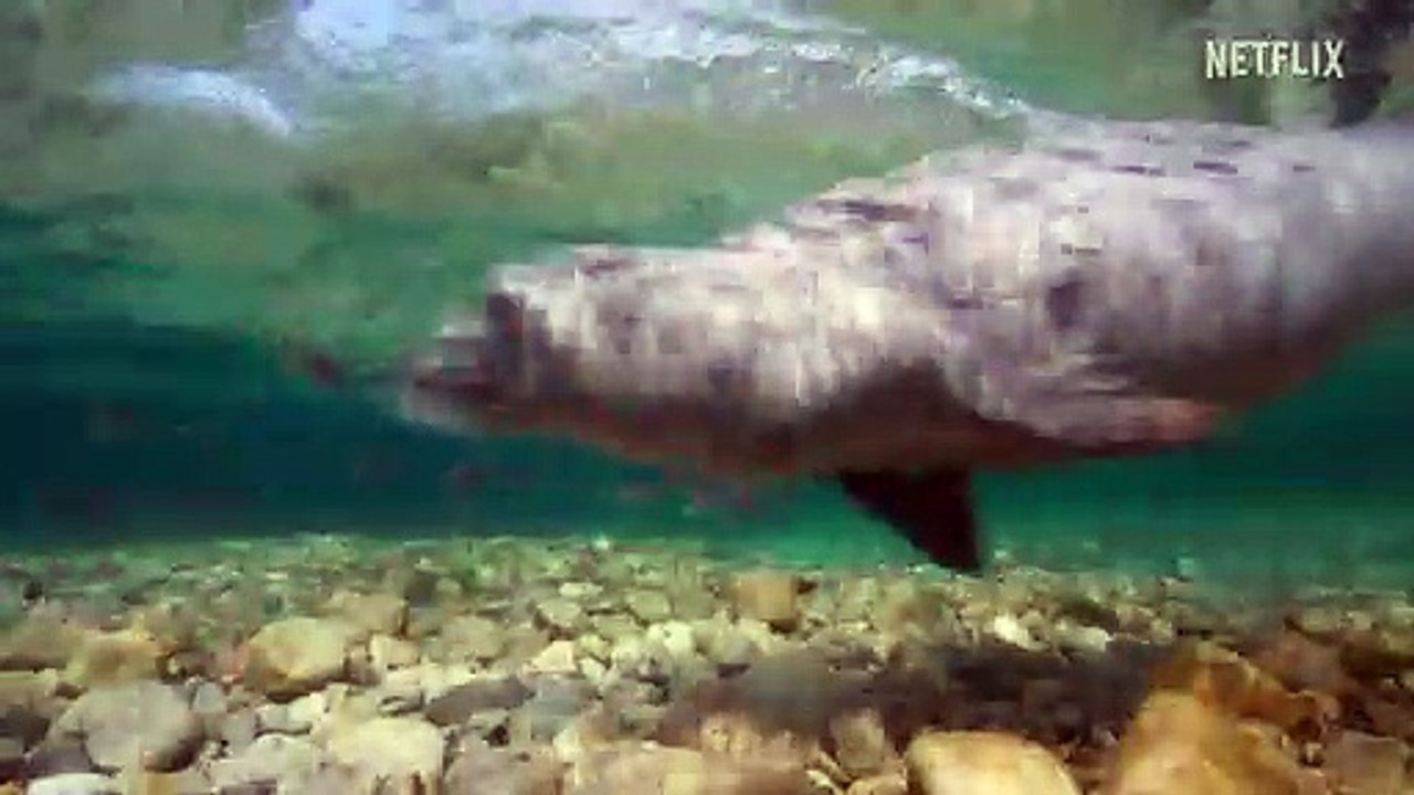 OUR PLANET II _ Official Trailer _ Netflix - video Dailymotion