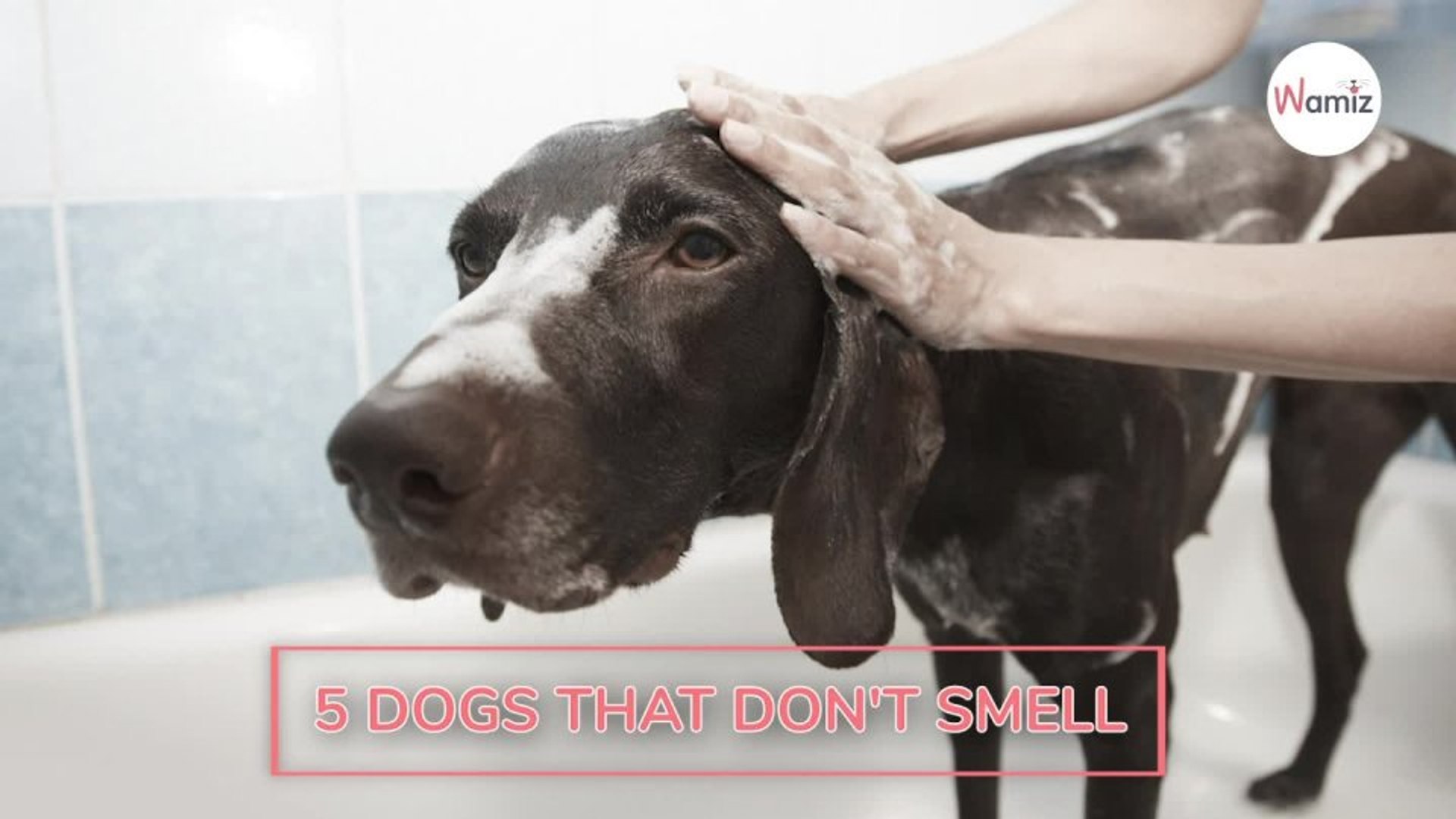 Are There Any Dogs Thst Dont Smell Like A Dog