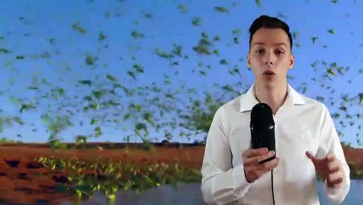 This parrot CAN'T fly (+ Face Reveal) - video Dailymotion