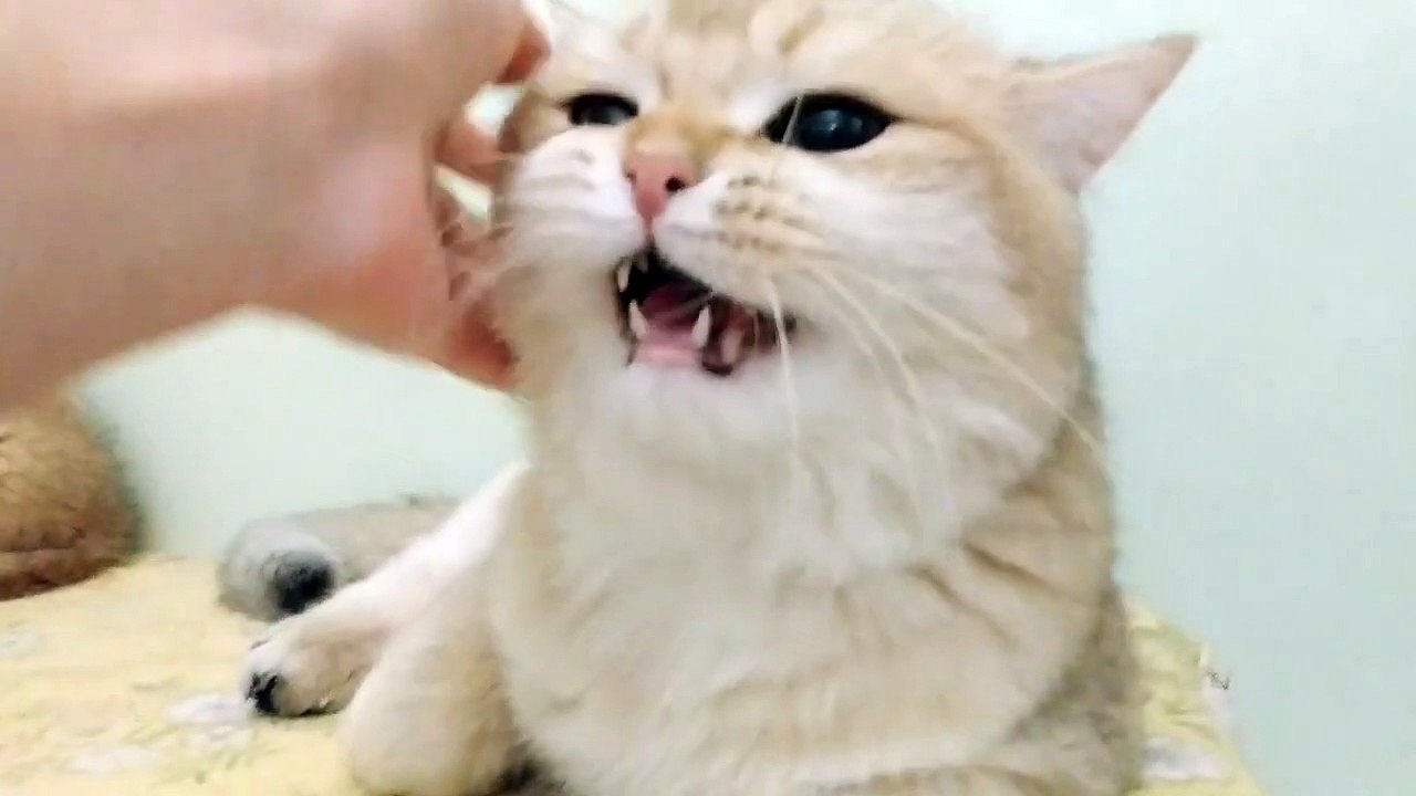 My Cat Loves to meowing _ meow - video Dailymotion