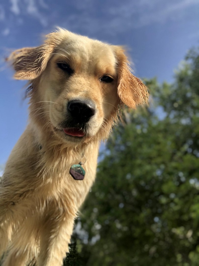 Why Do Golden Retrievers Howl At Sirens