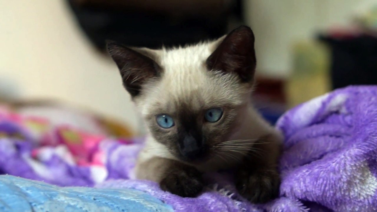 Cute Cat 002 - video Dailymotion