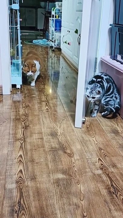 Cats play hide and seek wooow watch now - video Dailymotion