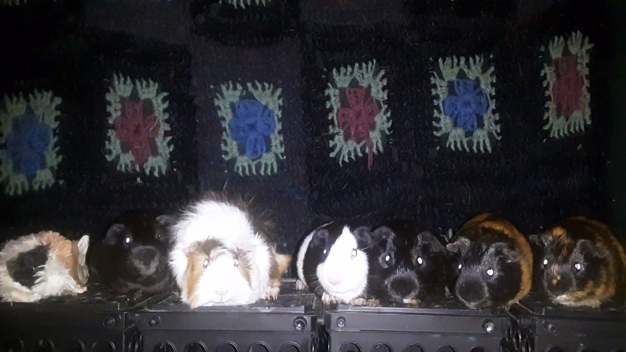 CAVIA PORCELLUS DAVID 20210627_014504 - video Dailymotion