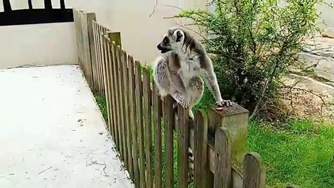 Ring tailed lemur and fox Woodside Wildlife Park Lincoln - video ...