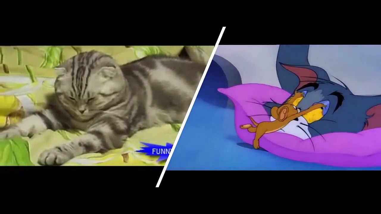 Tom and Jerry Sleepy Time Classic Cartoon - video Dailymotion