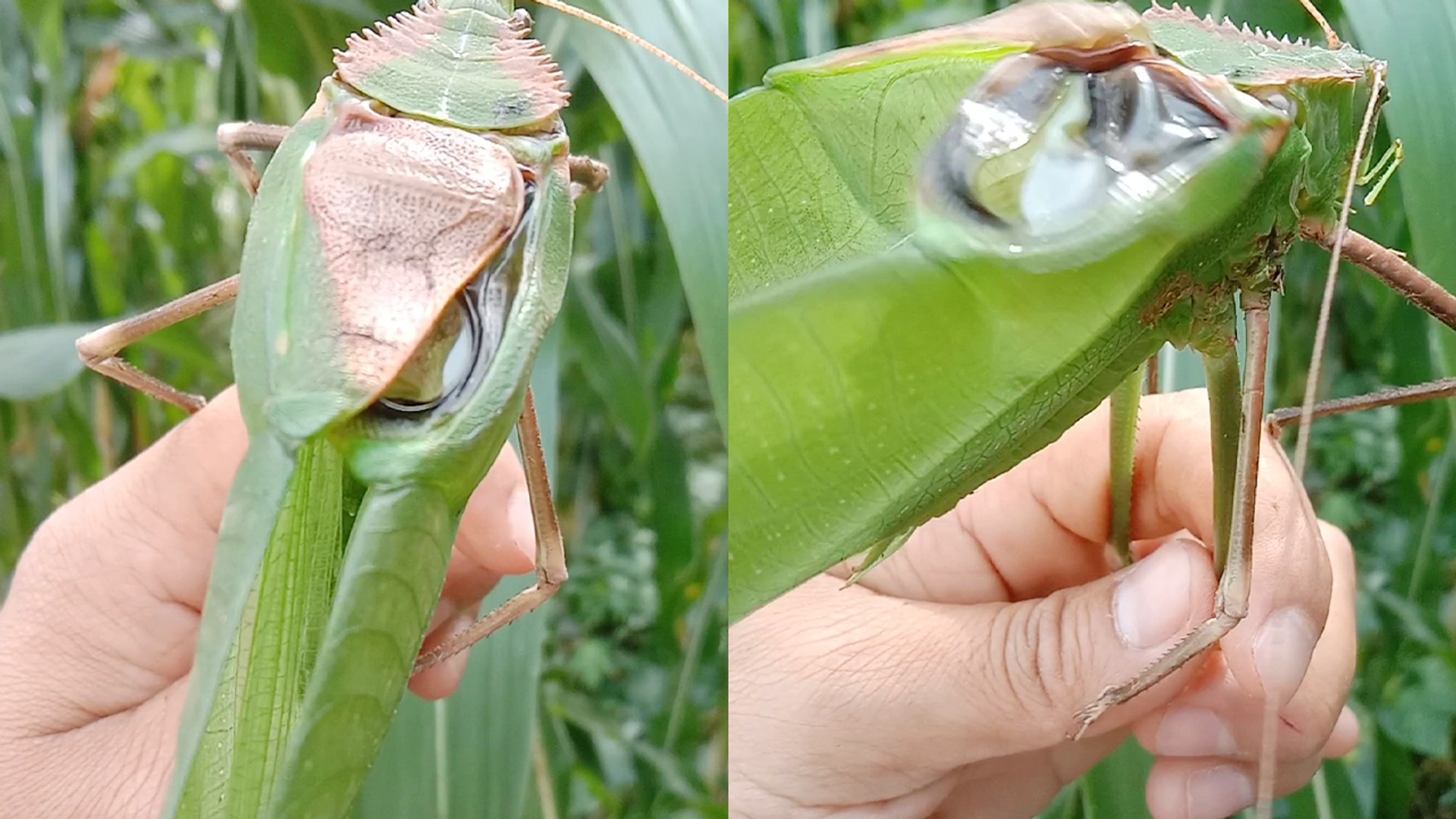 Giant Malaysian Katydid