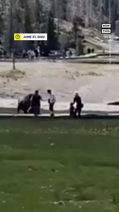 Yellowstone National Park Bison Gores Man - video Dailymotion