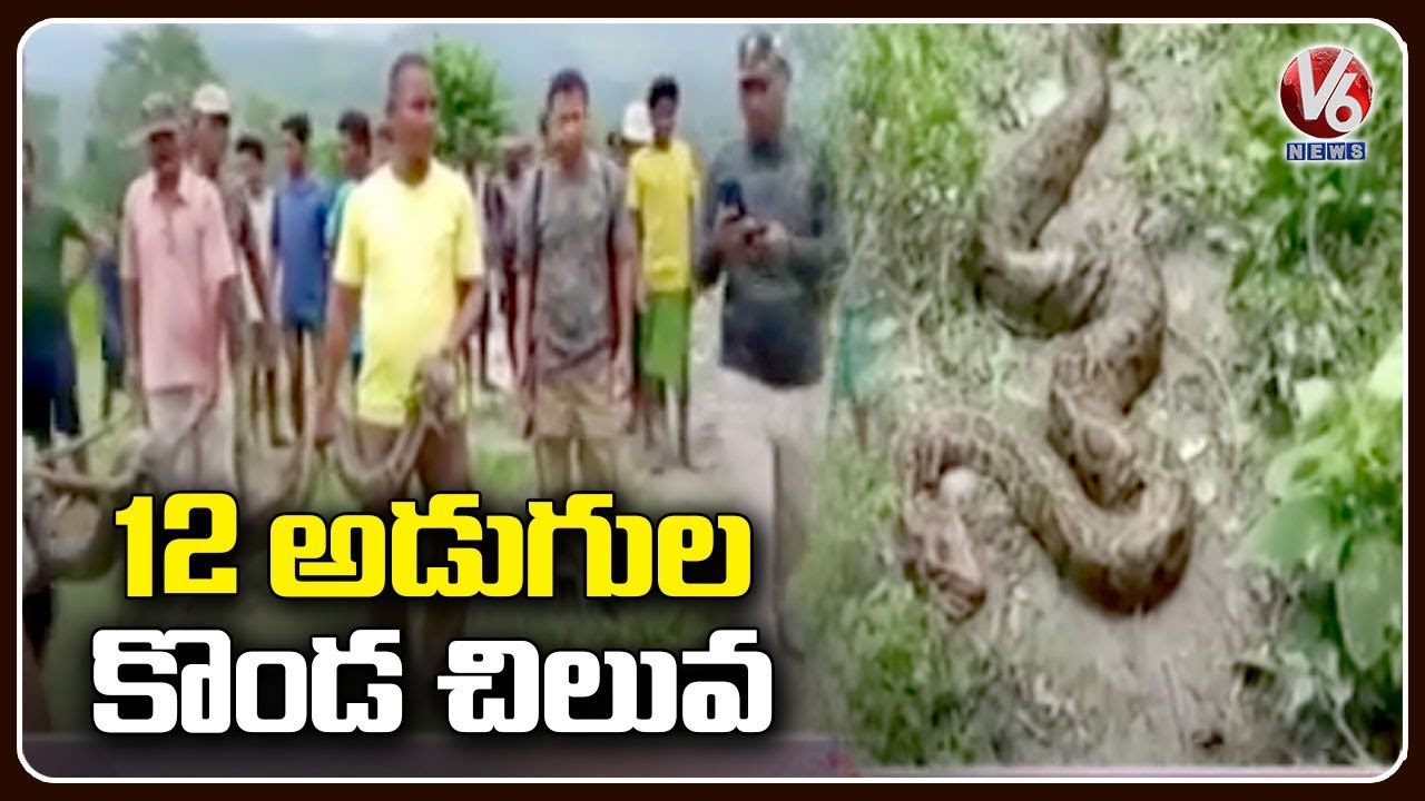 Indo Bhutan Officers Catch 12 KG Python In Assam | V6 News - video ...