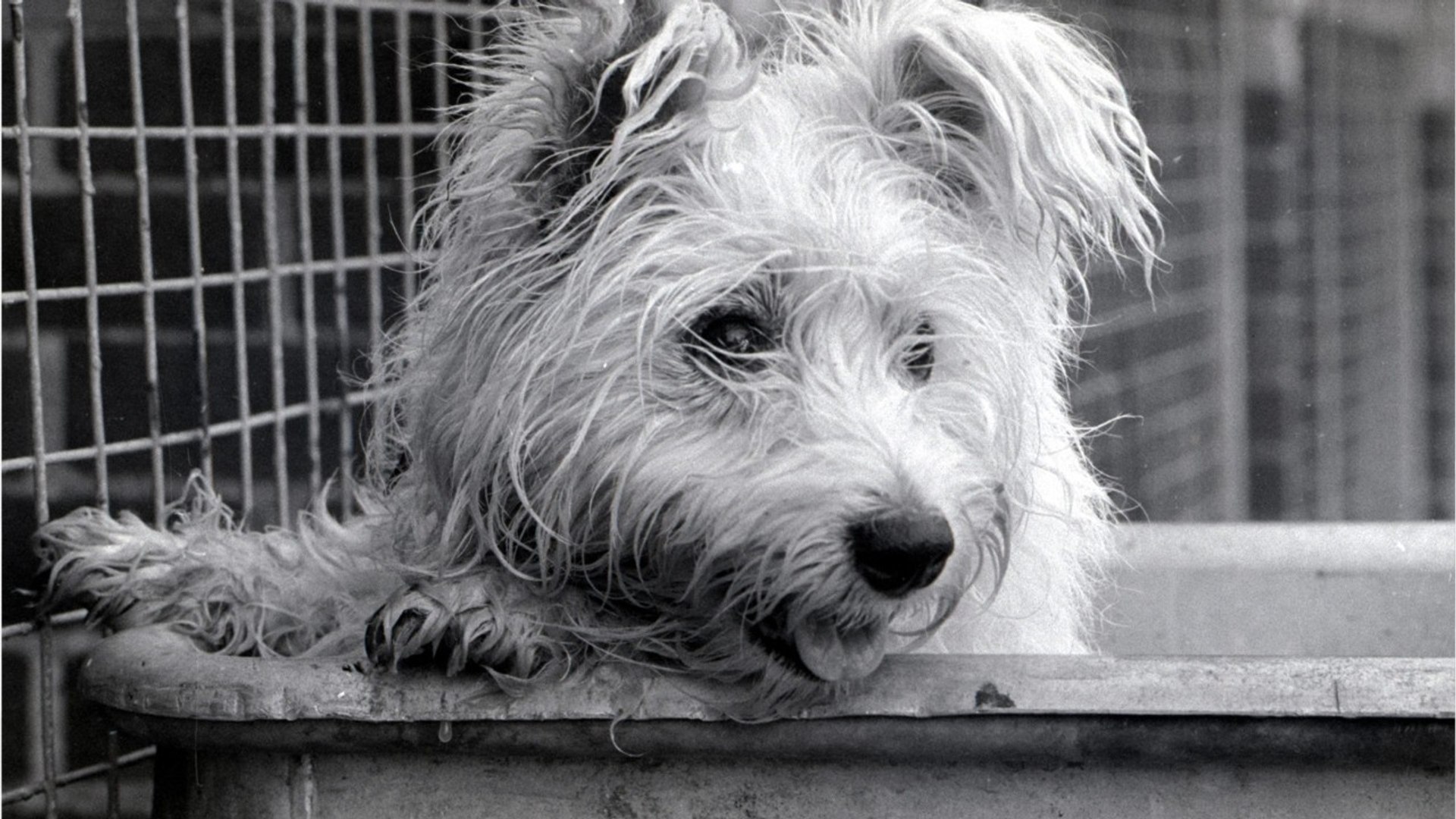 What Happened To Rags The Dog From Ww1