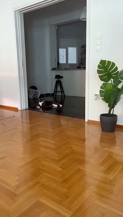 Man Chases Cat, Cat Chases Man - video Dailymotion