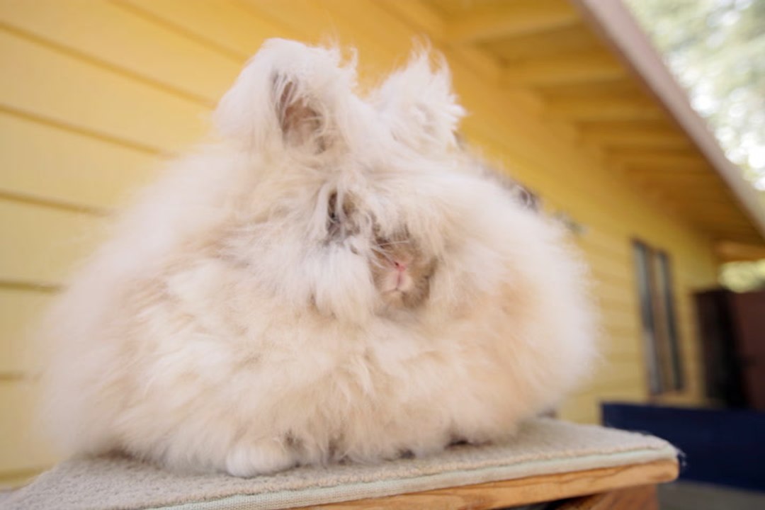 Record Breaking Rabbits: Angora Bunnies Get Blow-Dried - video Dailymotion