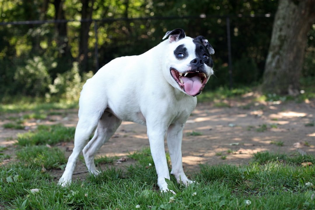 Cuda The Hunchback Hound With A Big Heart: CUTE AS FLUFF - video ...