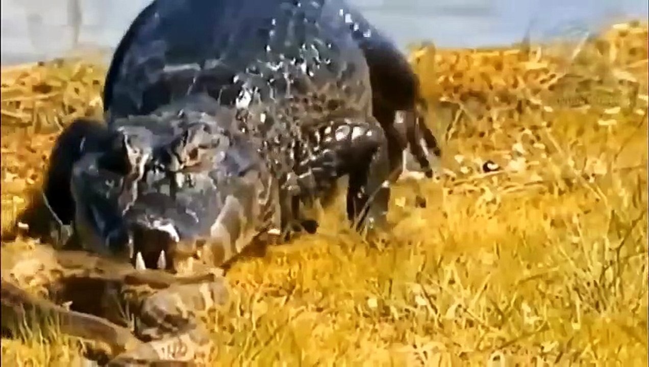 Aghast! Crocodile attacks Elephants, Lions, Pythons Lion vs Hedgehog ...