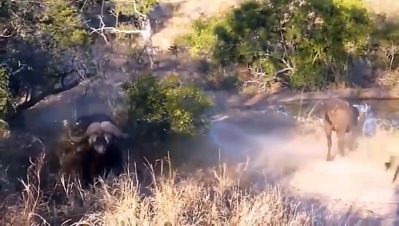 Python Is Too Aggressive Angry Python Gets Bitten By Predators While ...