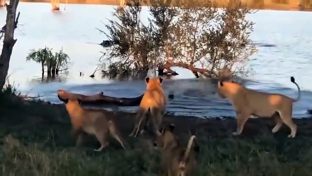 Wildebeest Vs Cheetahs Wildebeest Fights Back Cheetah To Save Its Baby ...