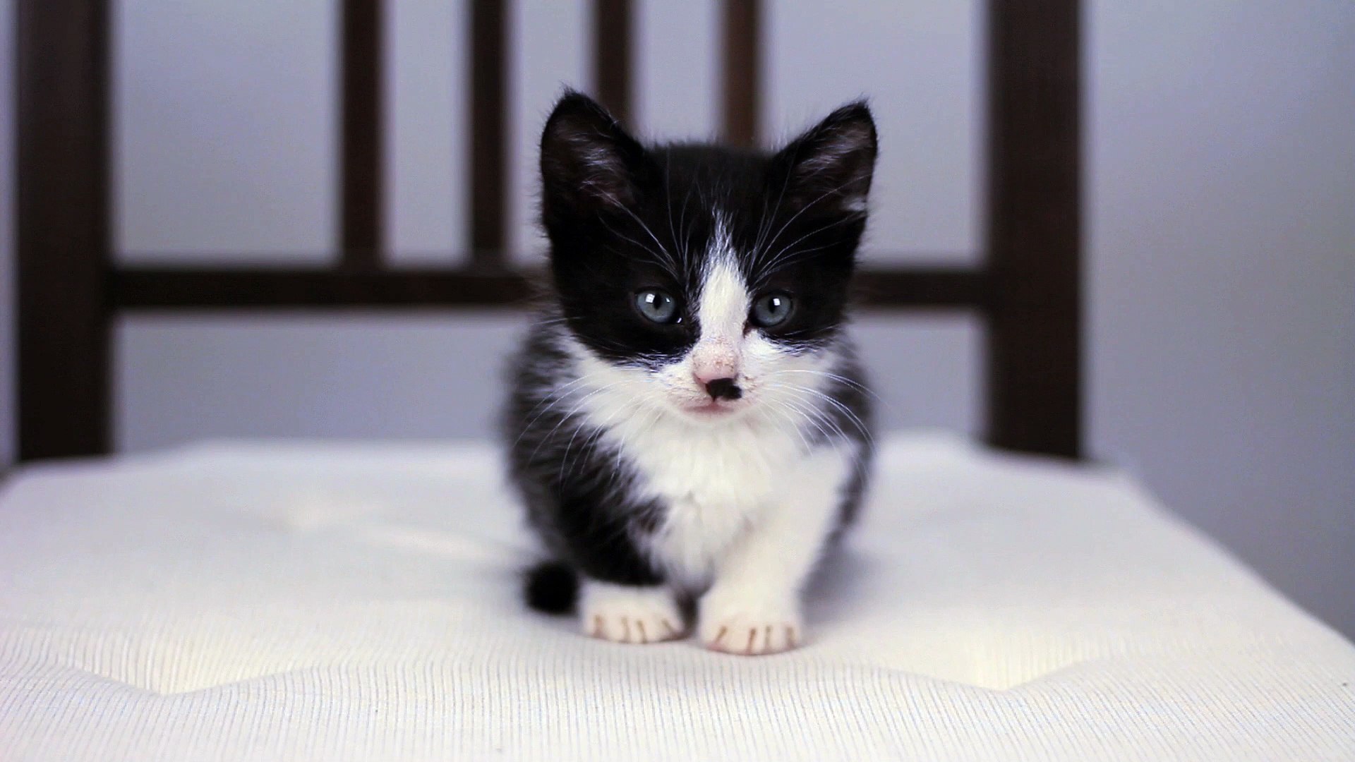 Cute Black And White Kitten