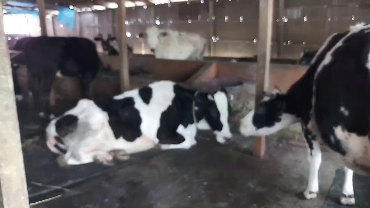 সফল খামারি || একটি গরু থেকে, বিশাল বড় গরুর খামার || Successful in Cow ...