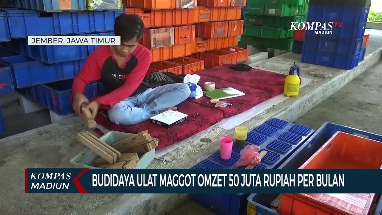 Budidaya Ulat Maggot Omzet 50 Juta Rupiah Per Bulan - Video Dailymotion