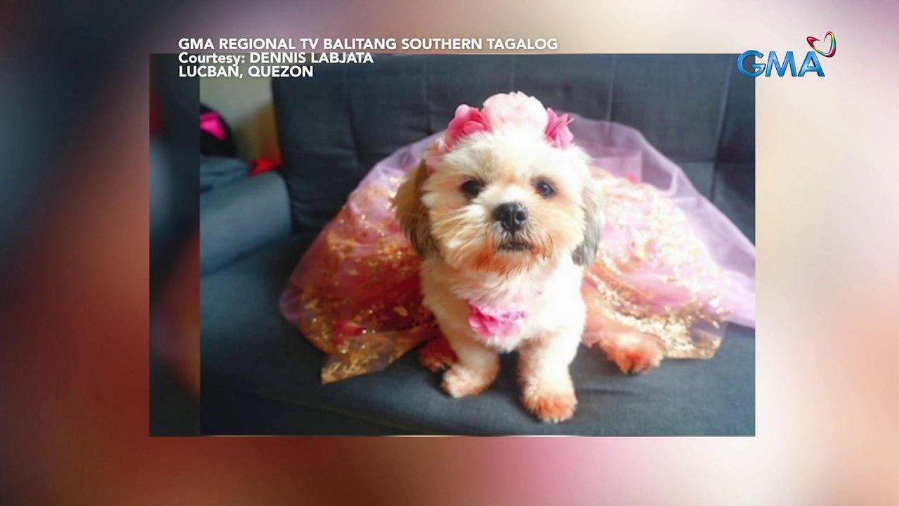 Fashionista dog, mala-debut ang 5th birthday celebration | Saksi ...