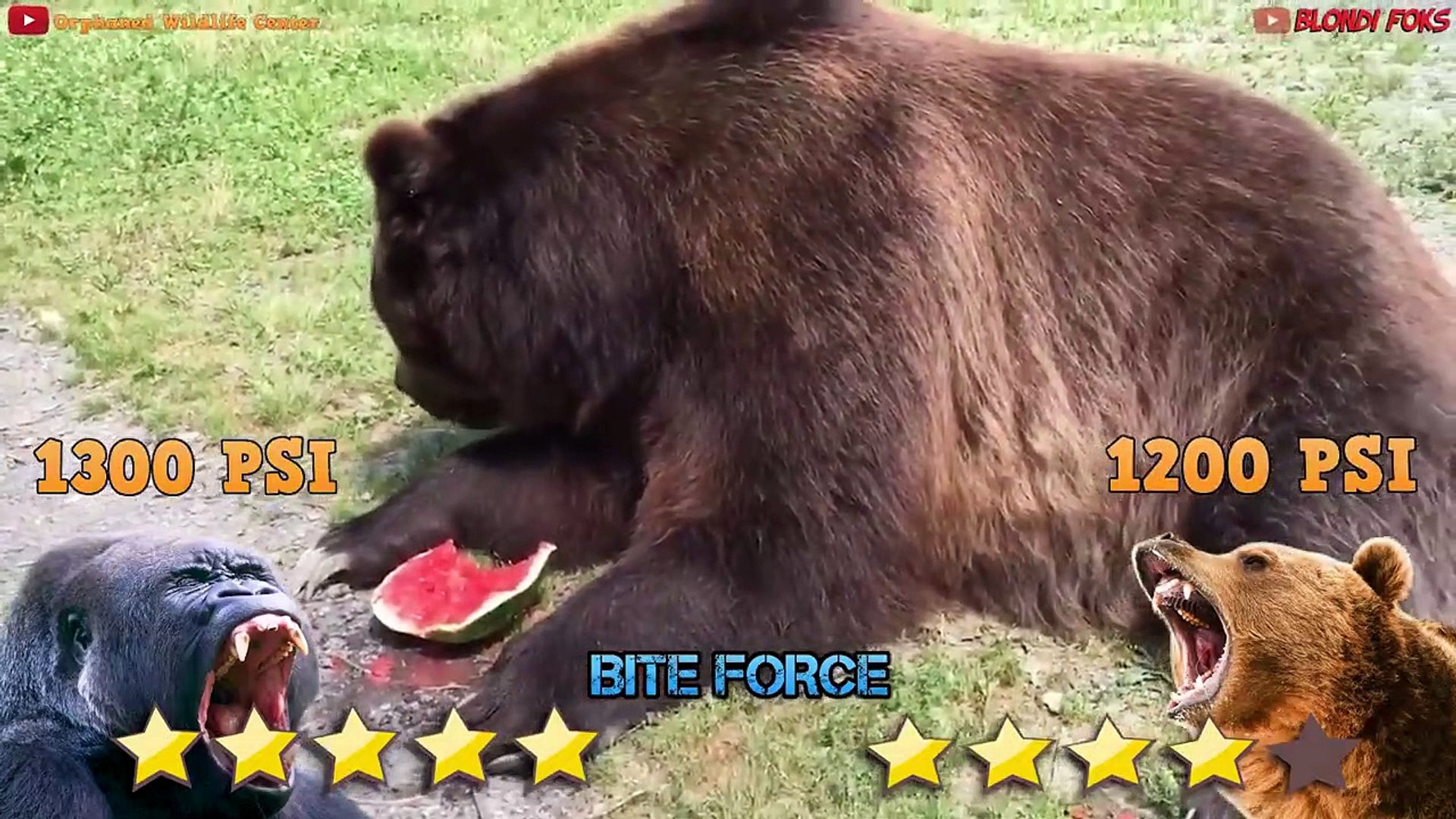 Grizzly Bear Fighting A Gorilla