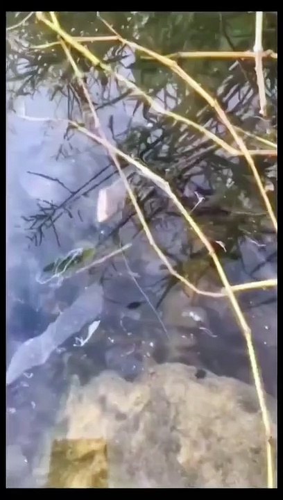 Headless Fish / Fish without head still alive / zombie fish - video ...