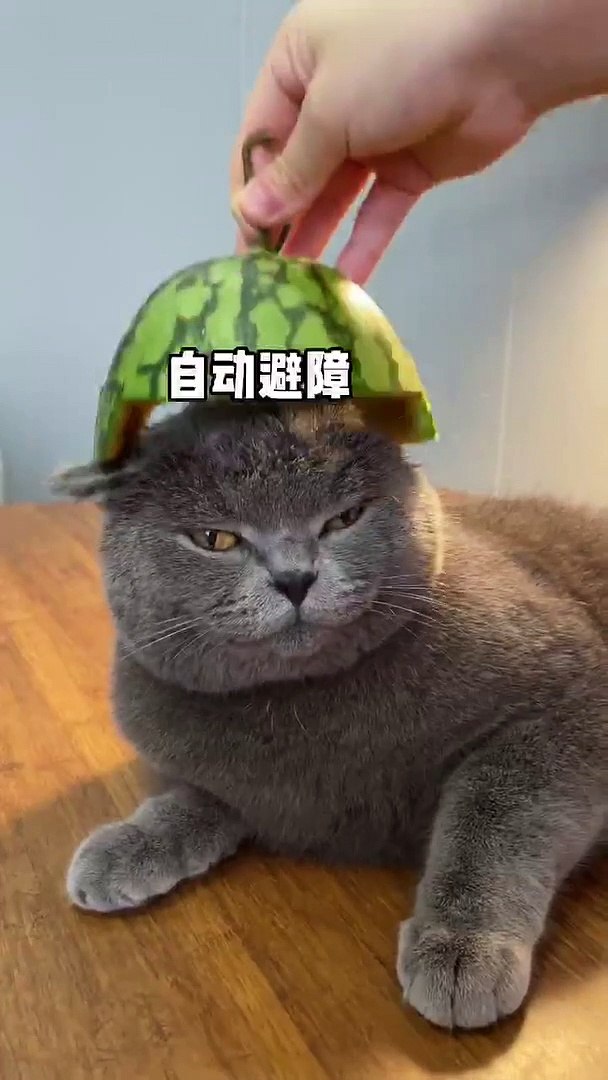 Watermelon Hat Cat