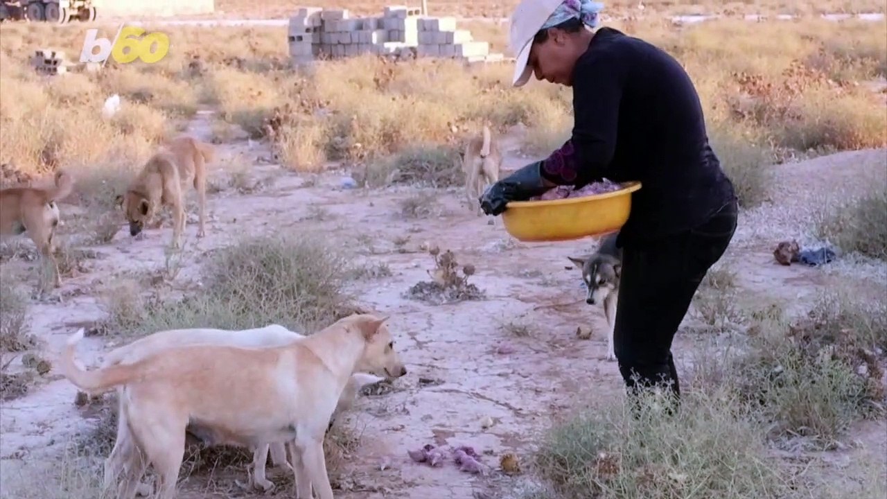 These Two Libyan Sisters Provide Food and Shelter For Homeless Animals ...
