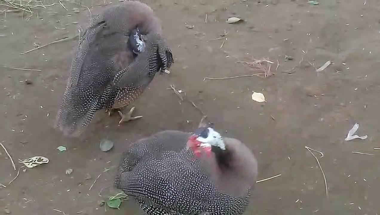 Titri Guinea Fowl/China Murgi/Titri Bird forming /China Hen/Chakori in ...
