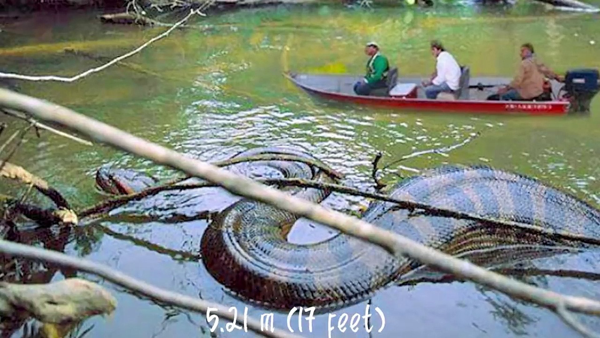 World Largest Snake Found In Amazon River