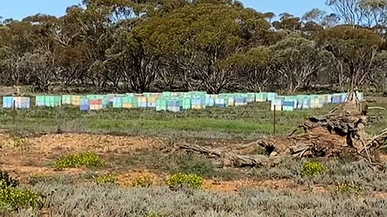 Almond growers in Victoria struggling amid NSW bee hive ban - video ...